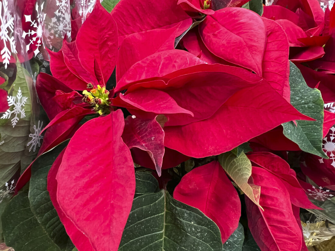 Not so fast: You could toss your poinsettias, or help them ‘bloom ...